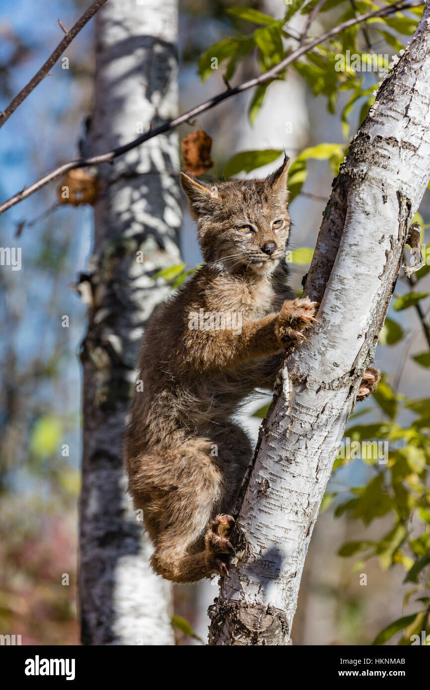 Canada lynx kitten Stock Photo - Alamy