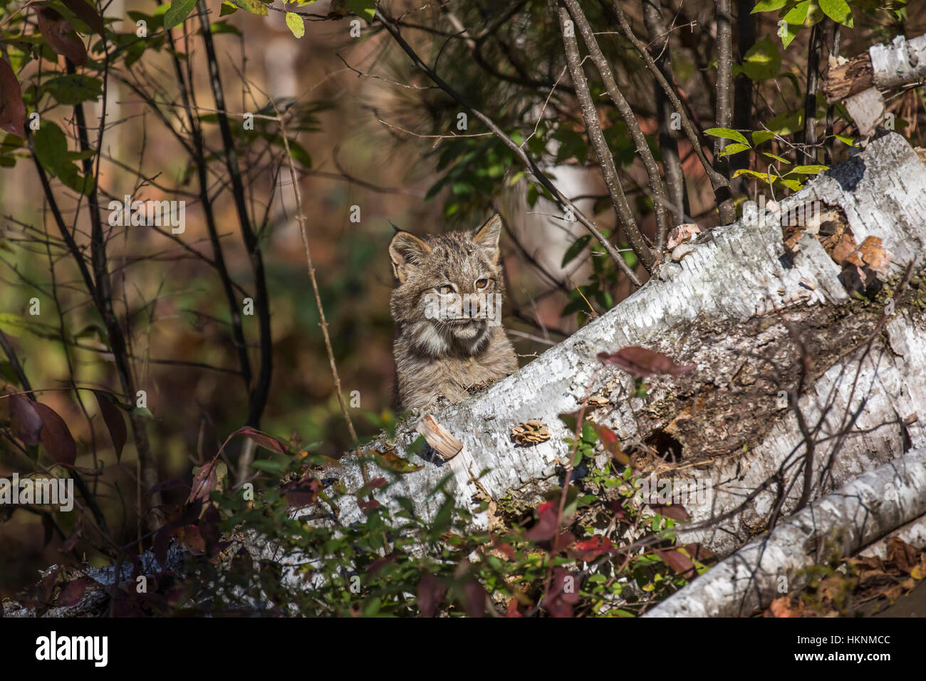 Lynx canadensis canadian lynx hi-res stock photography and images - Alamy