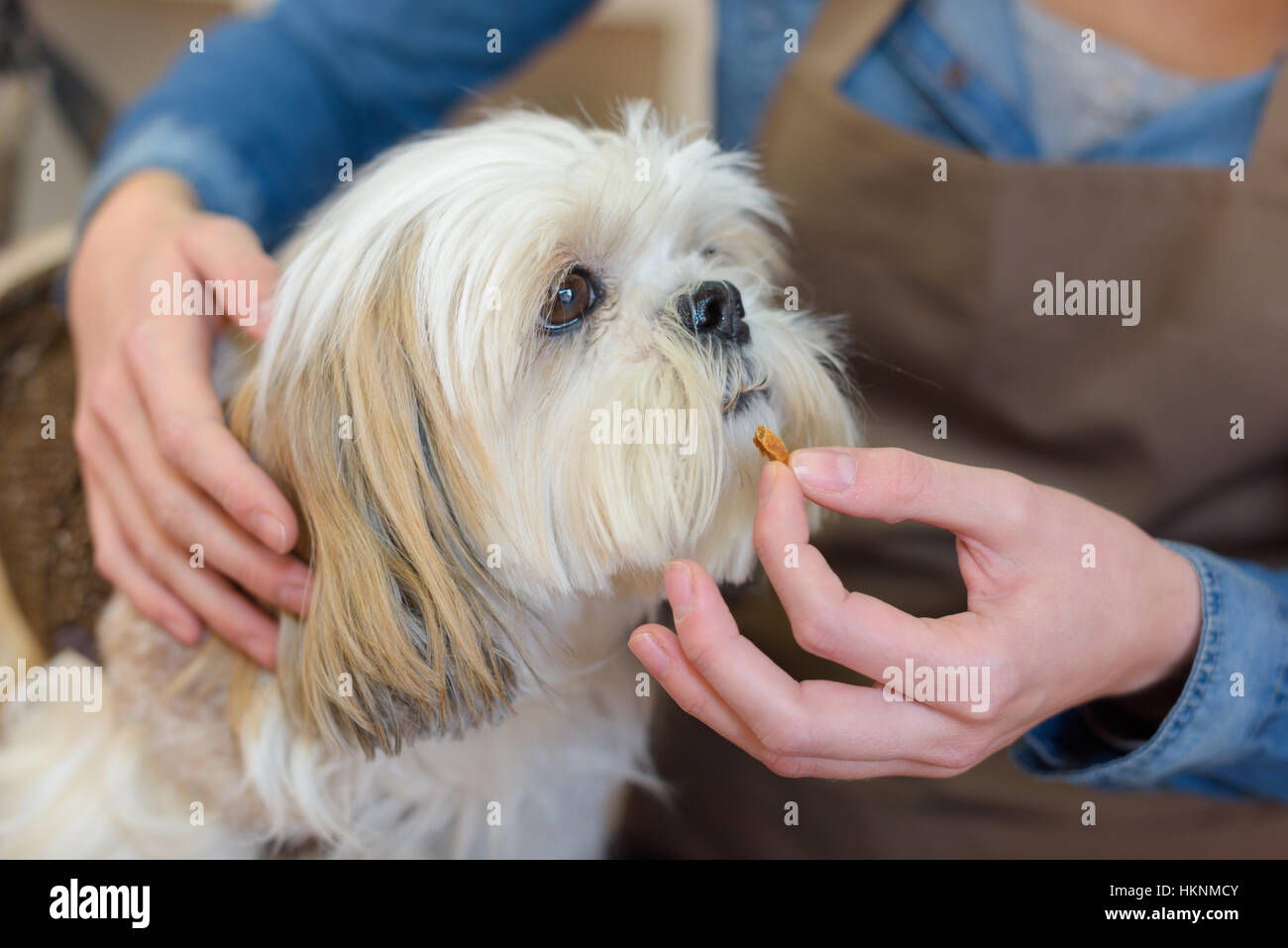 Dog tablet medicine hi-res stock photography and images - Alamy