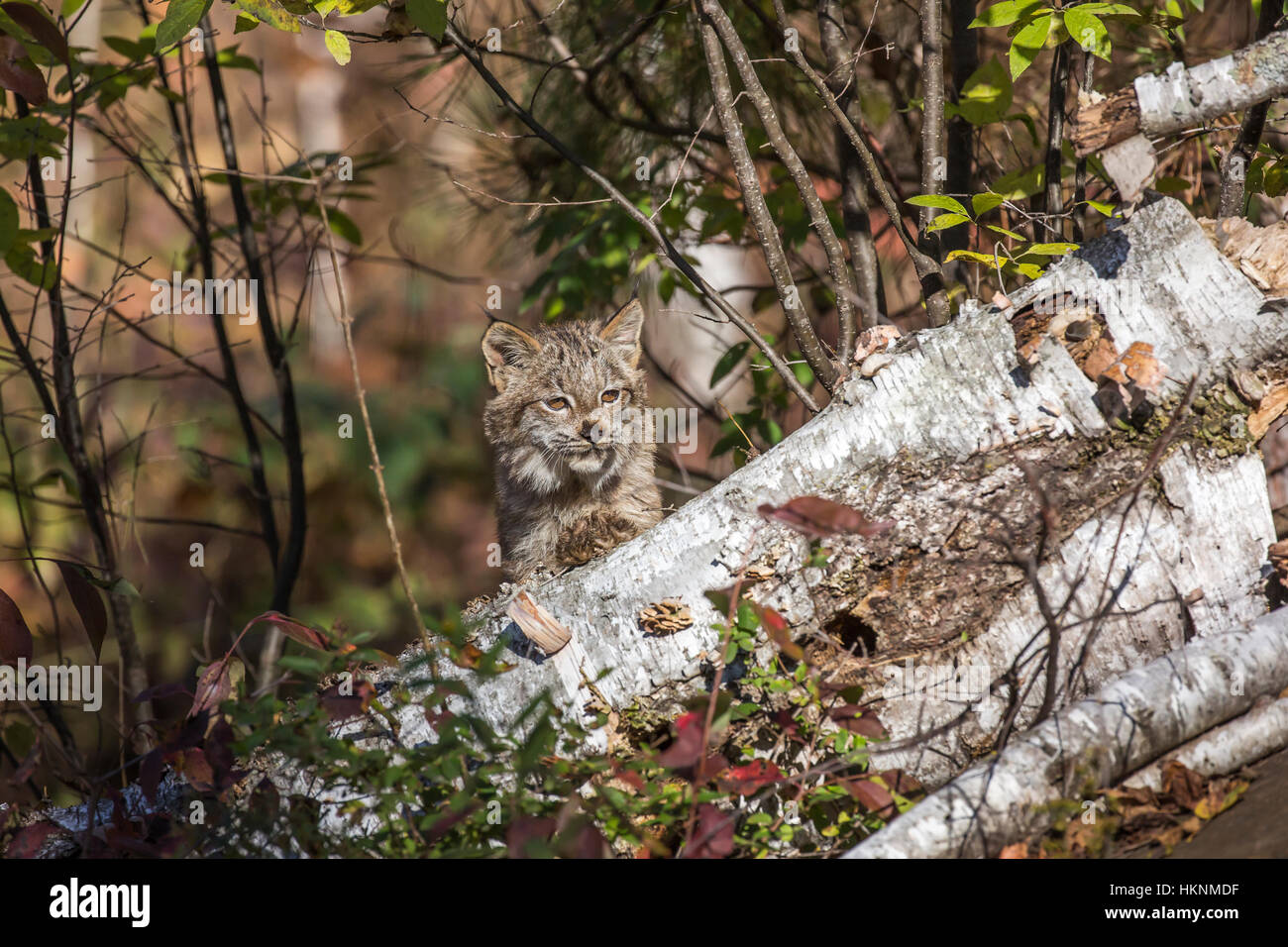 Canada lynx kitten Stock Photo - Alamy