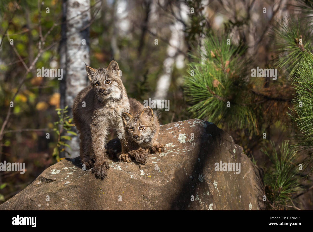 Canada lynx kittens Stock Photo - Alamy