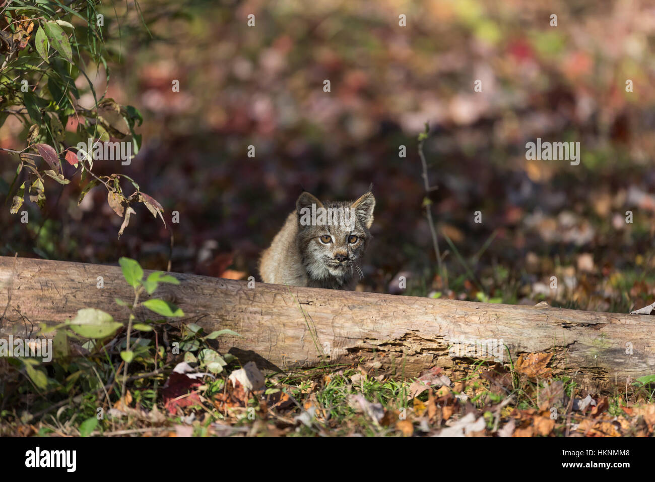 Canada lynx kitten hi-res stock photography and images - Alamy