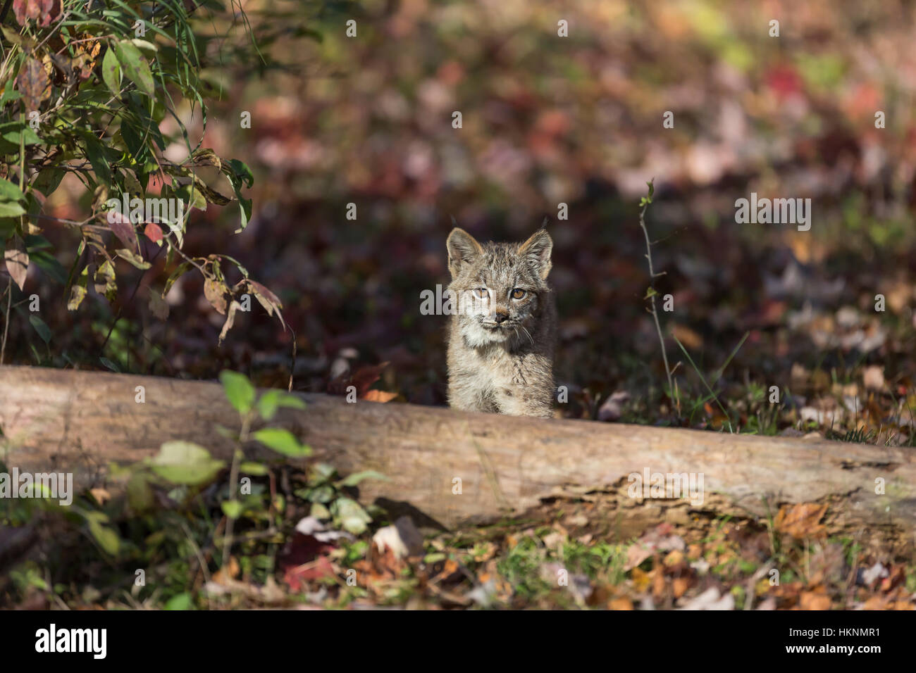 Canada lynx kitten hi-res stock photography and images - Alamy