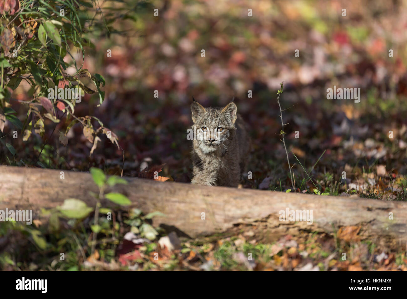 Canada lynx kitten Stock Photo - Alamy