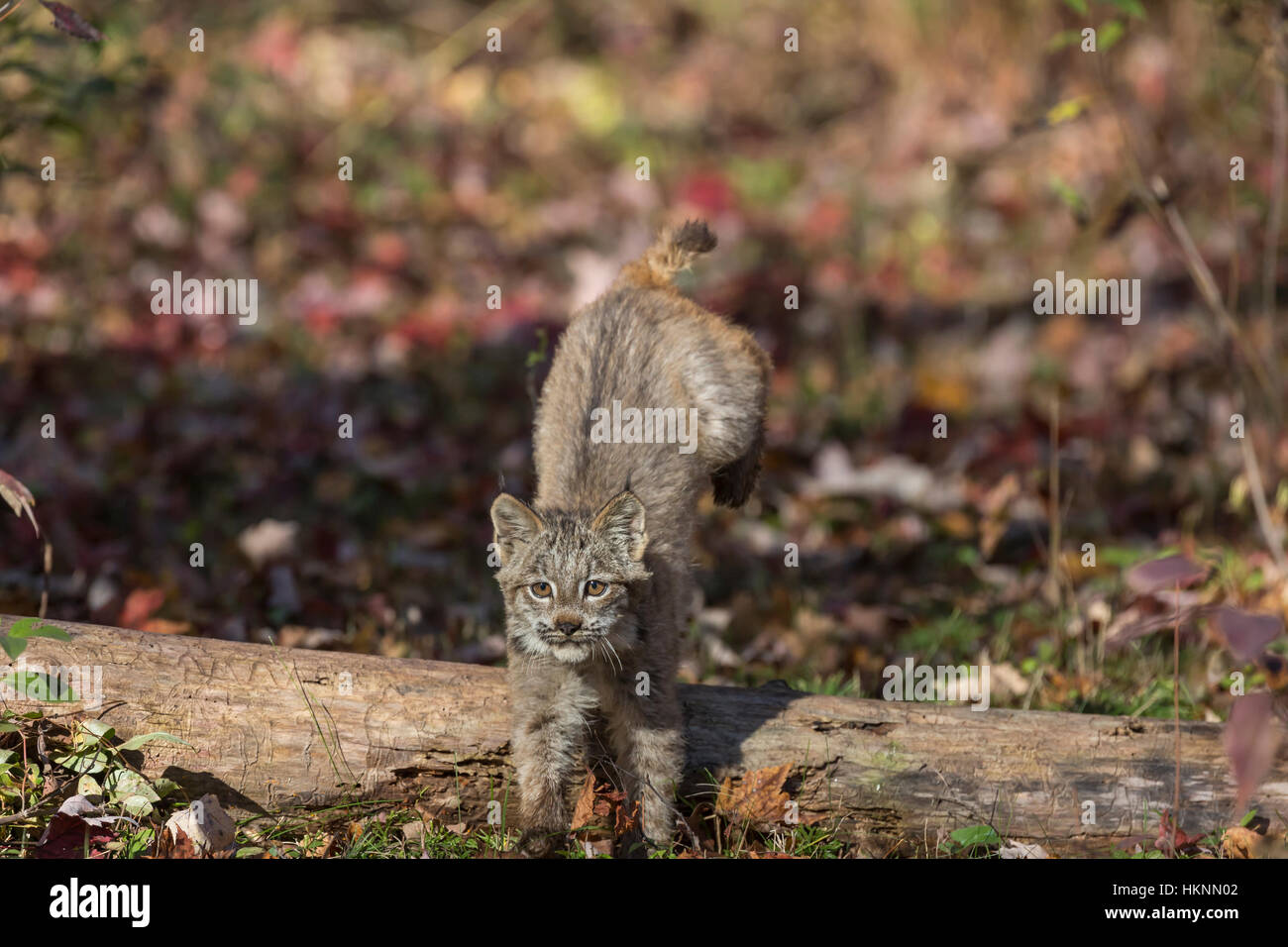 Canada lynx pouncing hi-res stock photography and images - Alamy