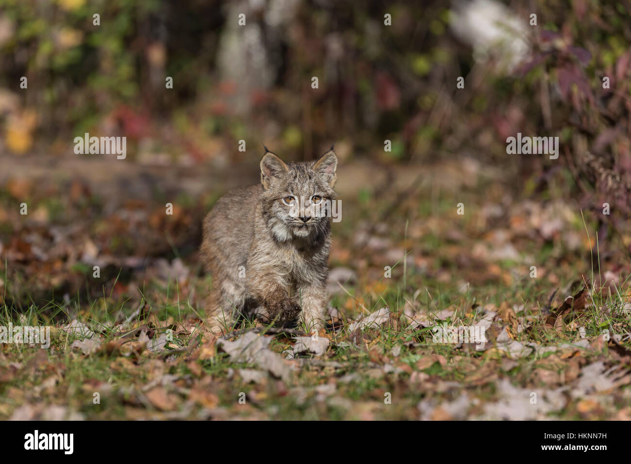 Lynx Feet High Resolution Stock Photography and Images - Alamy