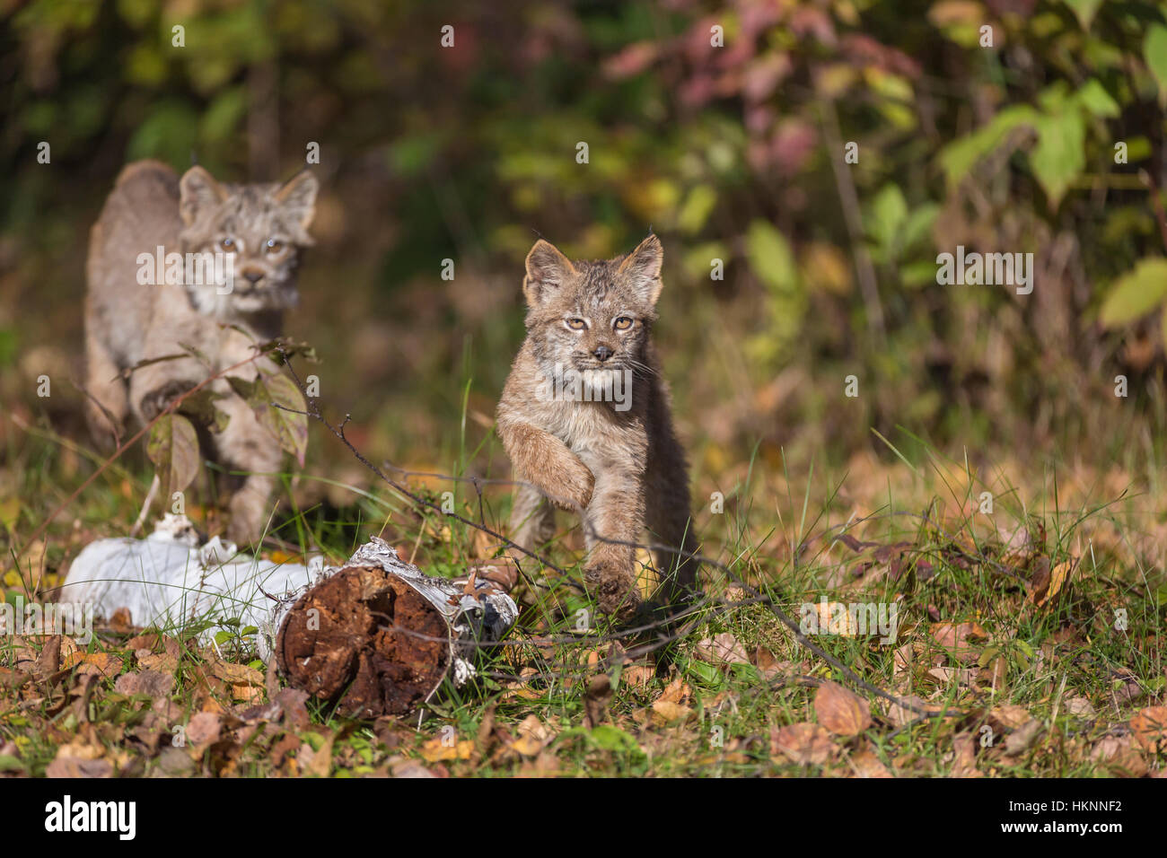 Canada lynx kitten Stock Photo - Alamy