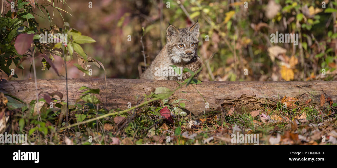 Lynx kitten hi-res stock photography and images - Alamy