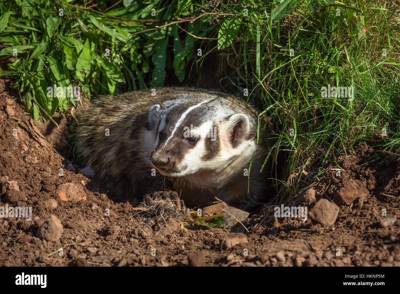 American badger hole hi-res stock photography and images - Alamy