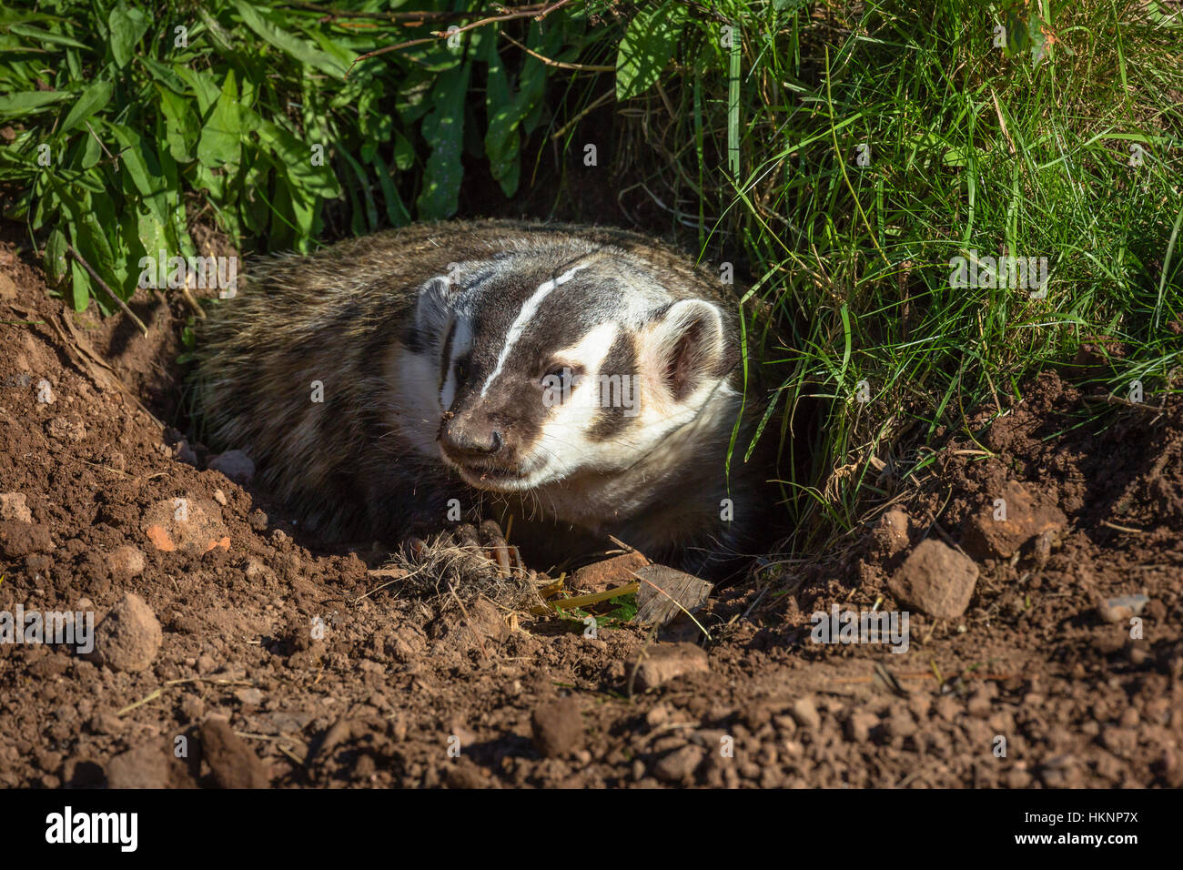 American badger den hi-res stock photography and images - Alamy