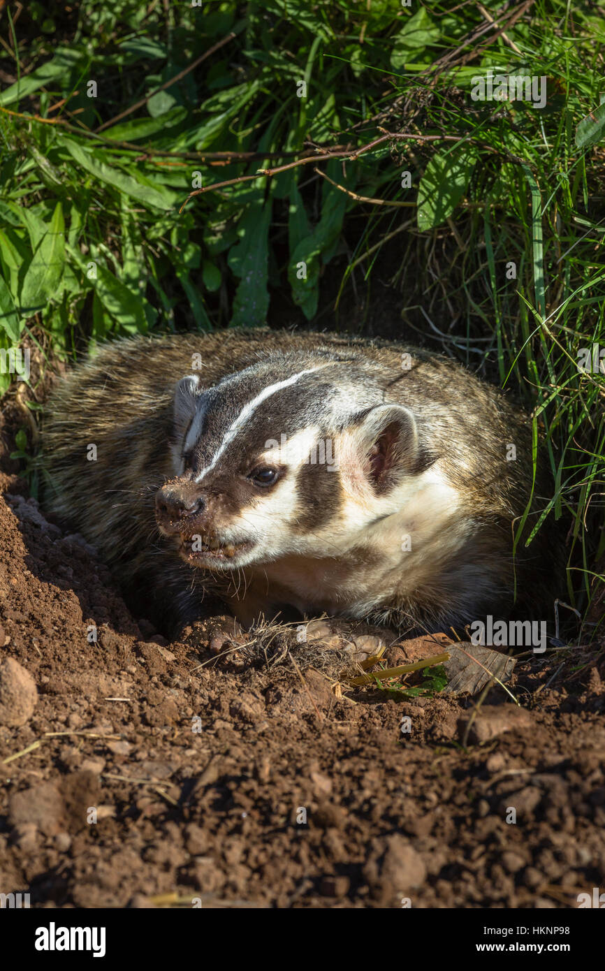 American badger den hi-res stock photography and images - Alamy