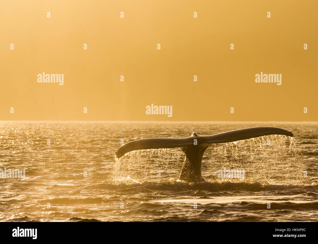 Humpback Whale fluking during a foggy sunset, Queen Charlotte Sound ...