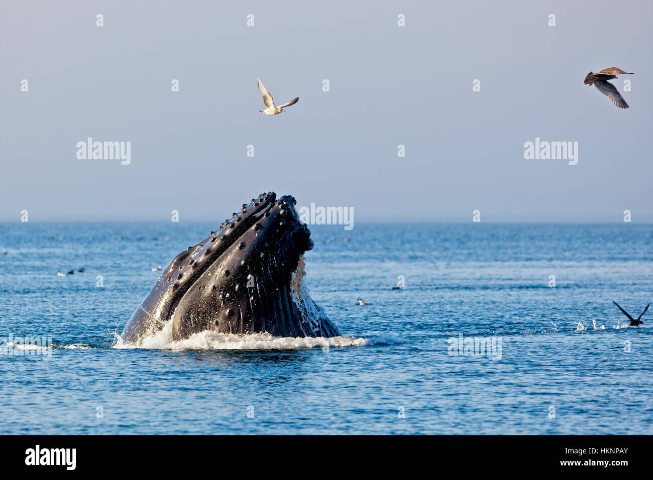 Humpback whales feeding birds hi-res stock photography and images - Alamy