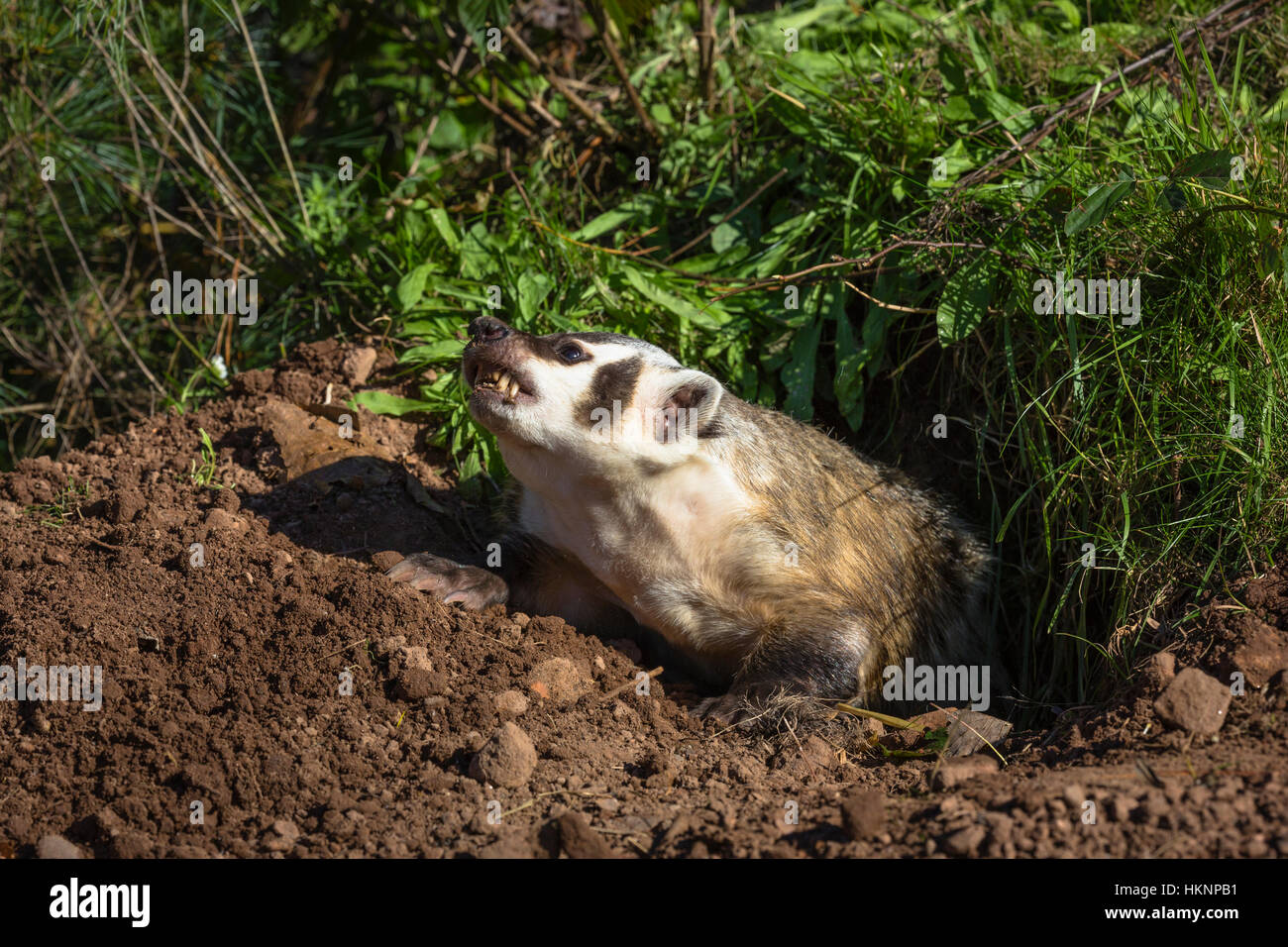 Badger Teeth High Resolution Stock Photography and Images - Alamy