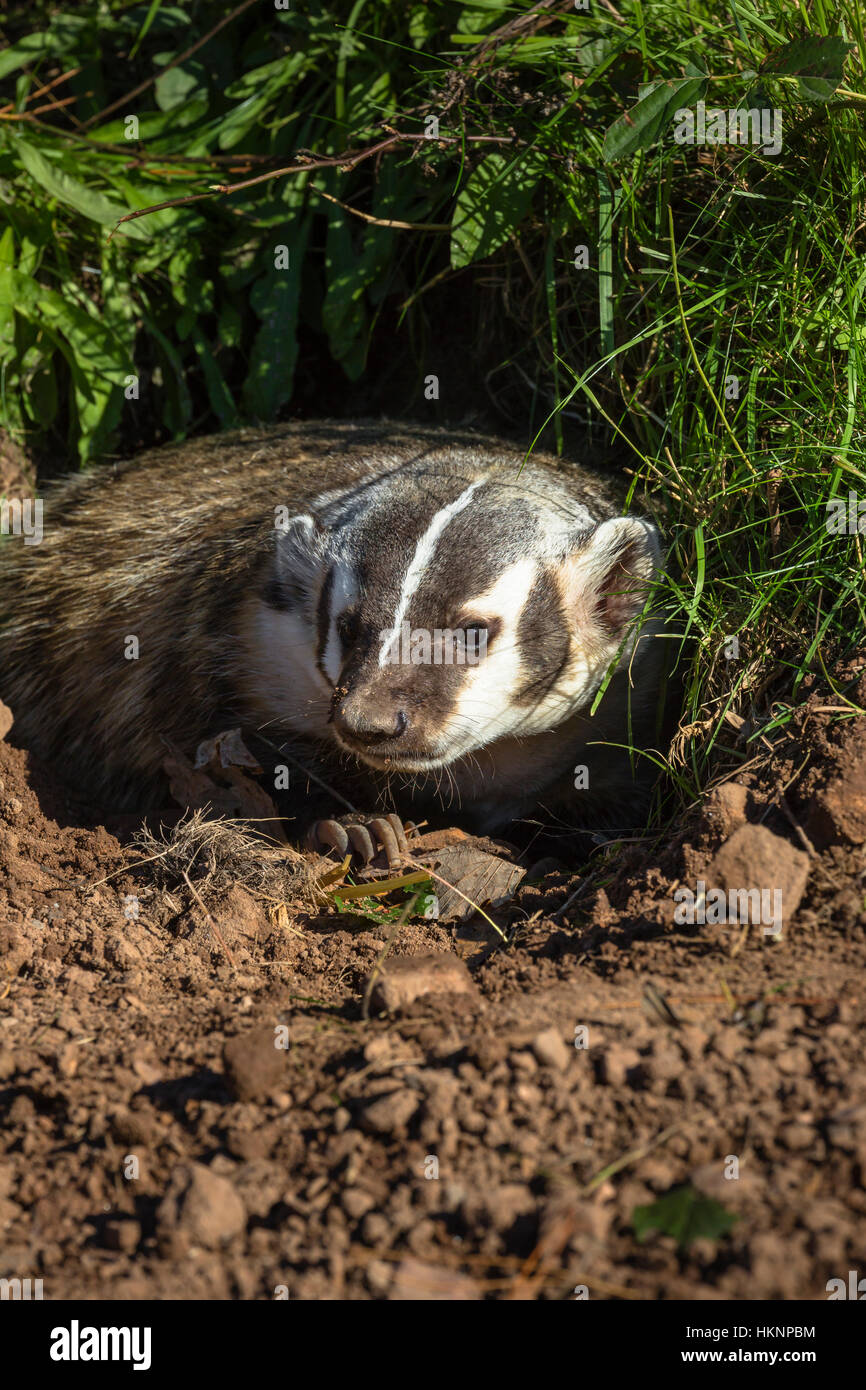Badger den hi-res stock photography and images - Alamy