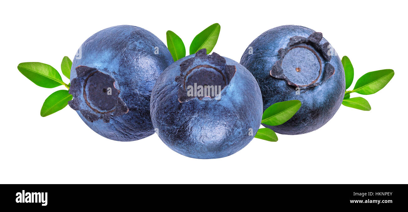 bilberry, blueberry isolated on white background Stock Photo - Alamy