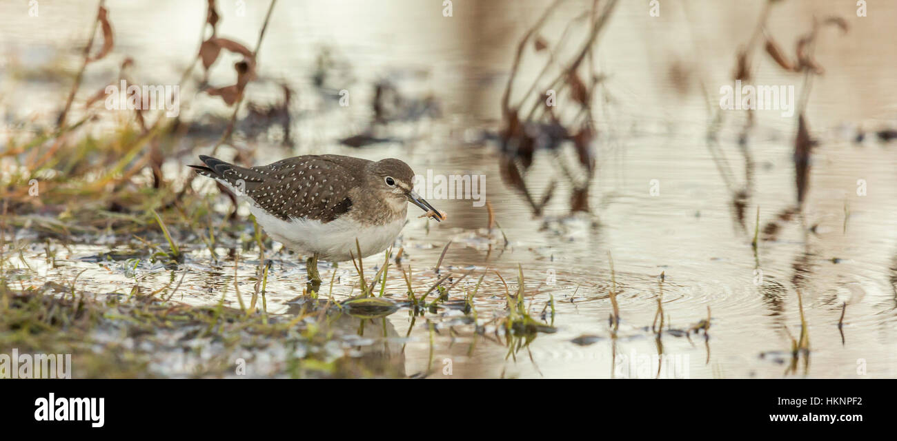 Sandpiper eating hi-res stock photography and images - Alamy