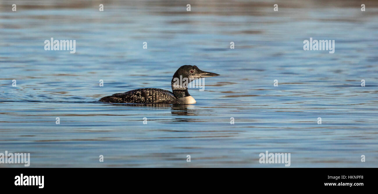 Molting to adult plumage hi-res stock photography and images - Alamy