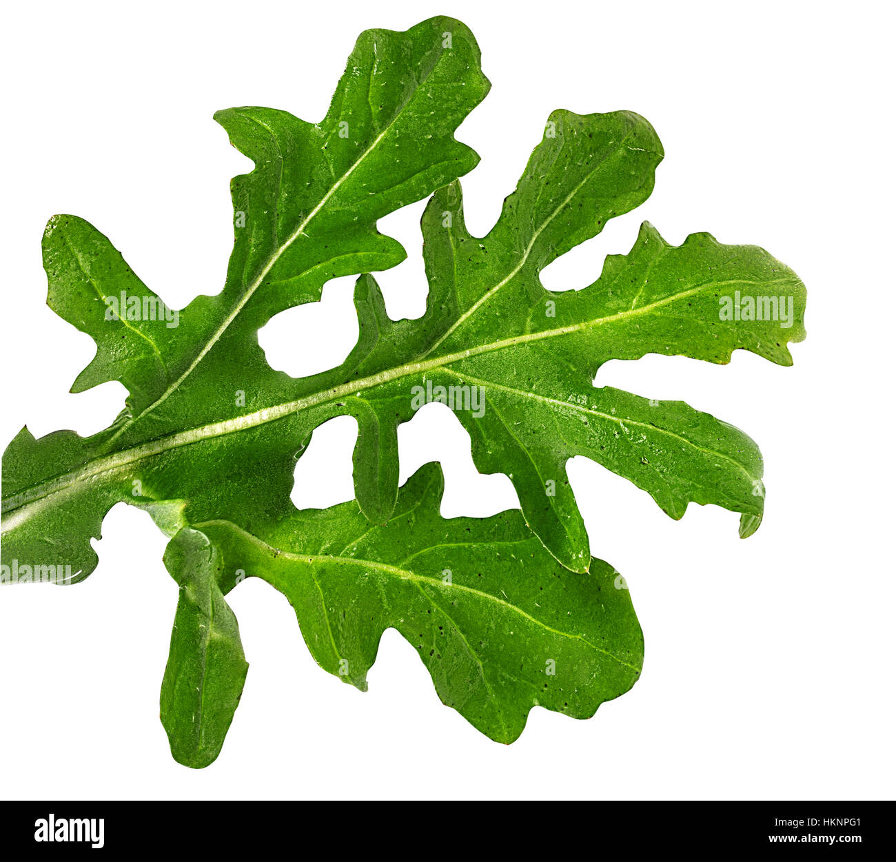Rucola isolated on white background Stock Photo - Alamy