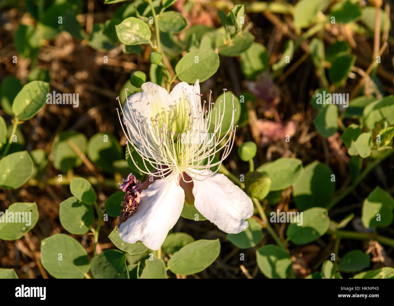 White Capparis spinosa flower in nature Stock Photo - Alamy