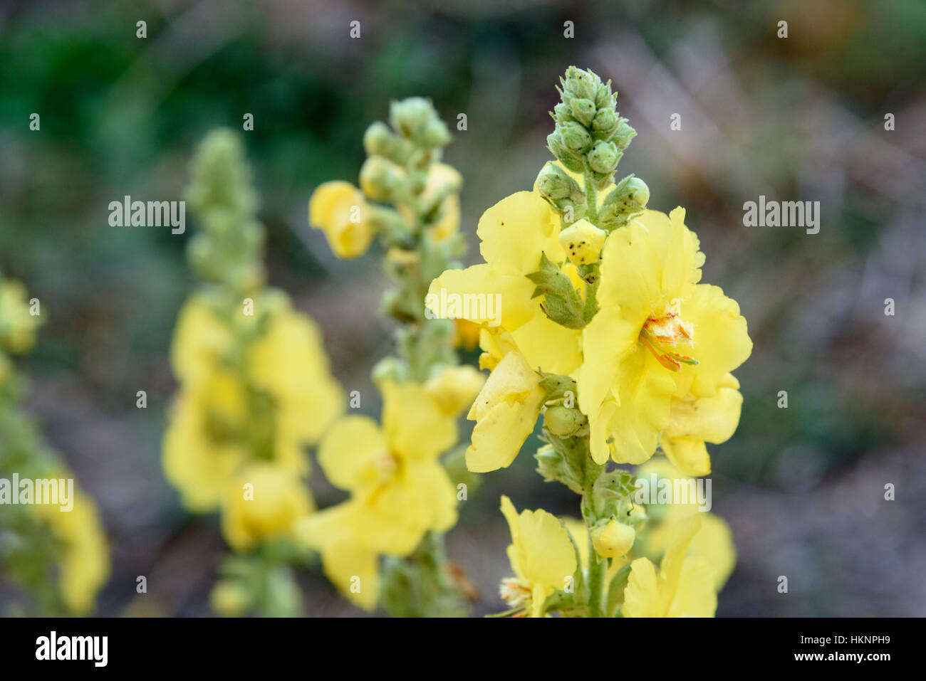 Yellow Verbascum flower in nature Stock Photo - Alamy
