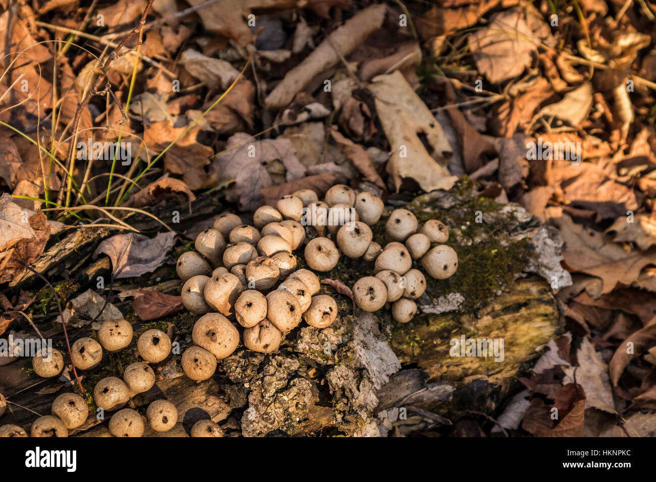 Puff ball fungi hi-res stock photography and images - Alamy