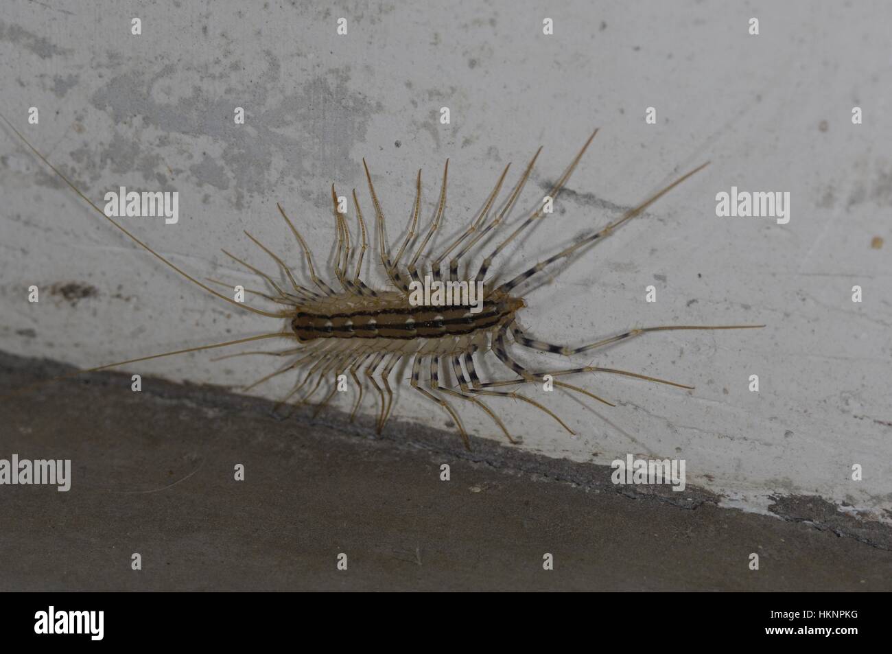 Common House Centipede (Scutigera coleoptrata) yellowish-grey centipede ...