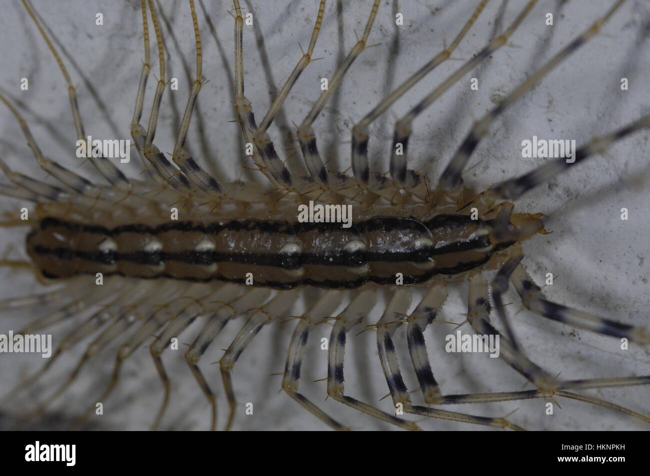 Common house centipede on hi-res stock photography and images - Alamy