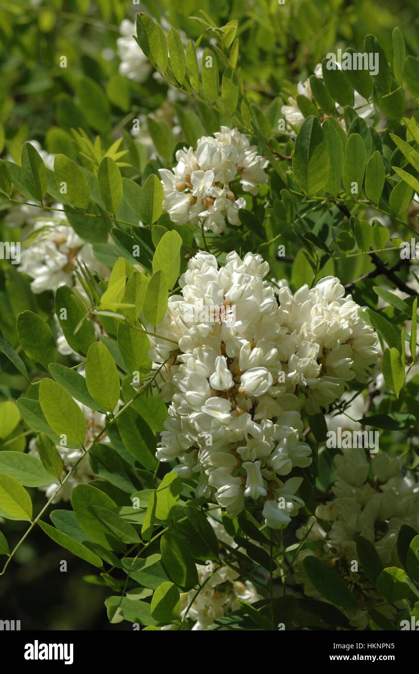 Black Locust - False Acacia (Robinia pseudacacia - Robinia pseudoacacia ...