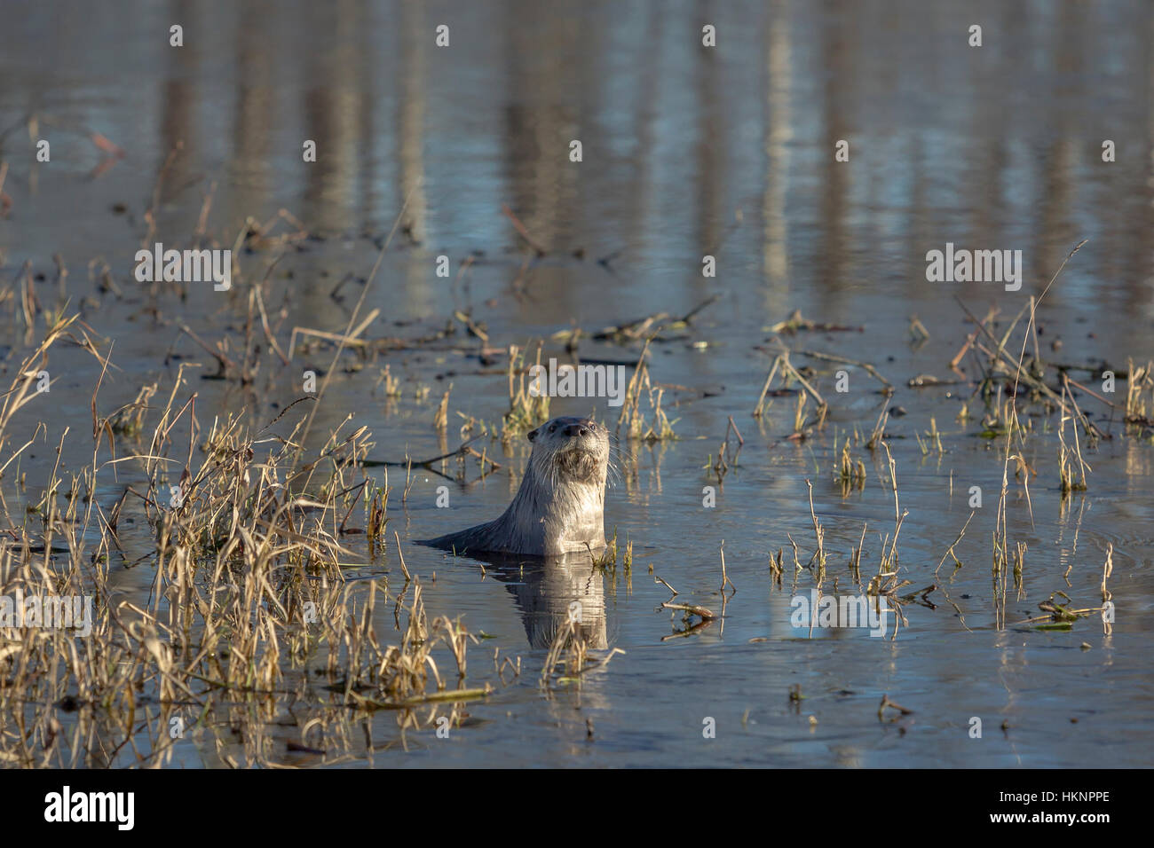 North american river otter family hi-res stock photography and images ...