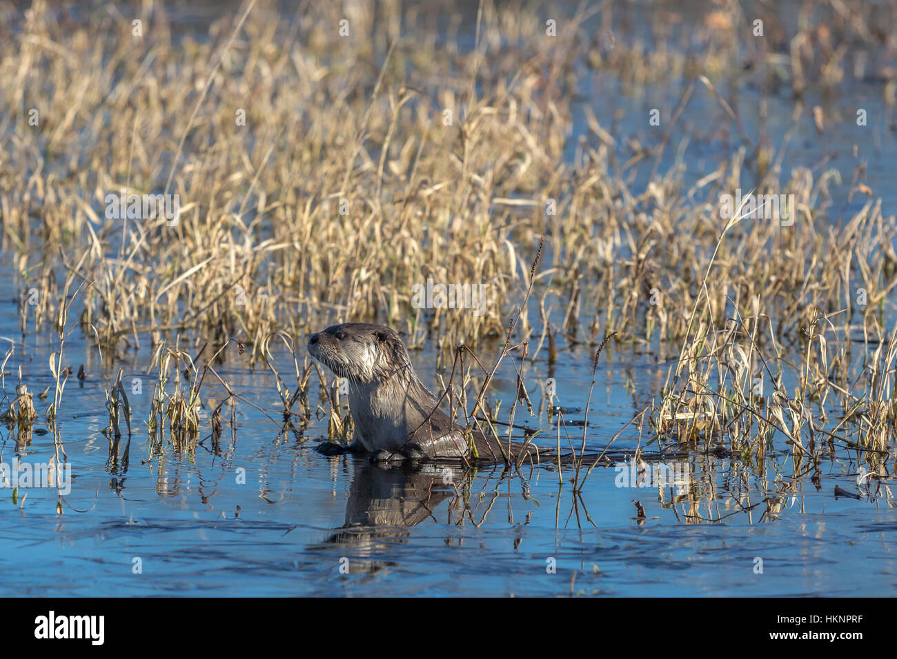 Northern river otter in Wisconsin Stock Photo - Alamy