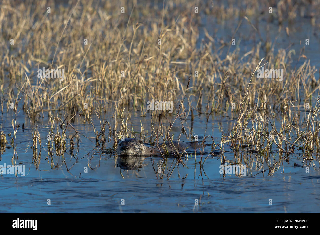 North american river otter family hi-res stock photography and images ...
