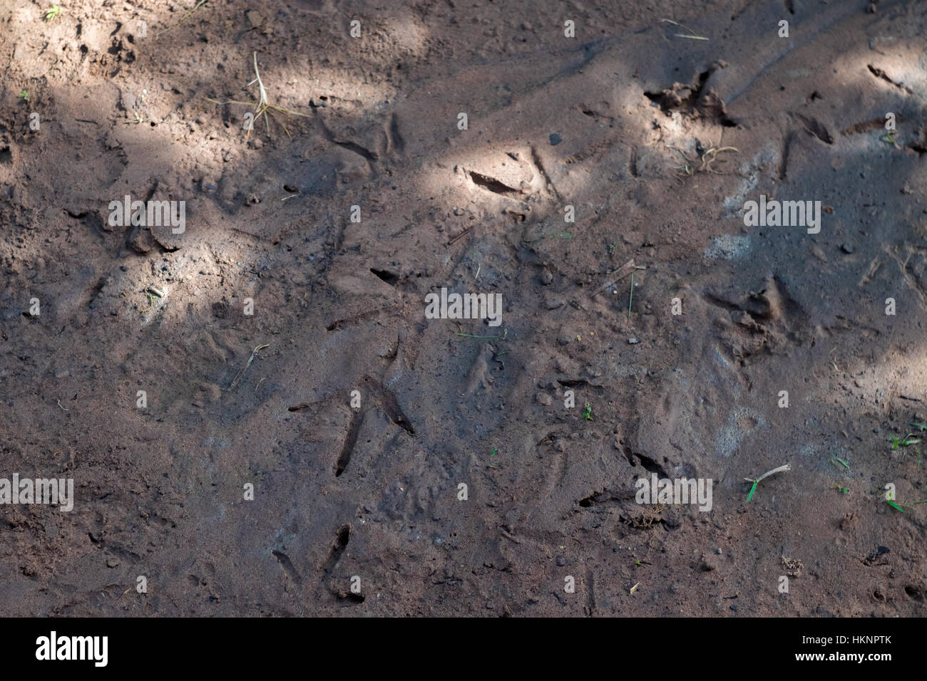 Footprints on the ground chicken in Thailand.(Selective focus Stock ...