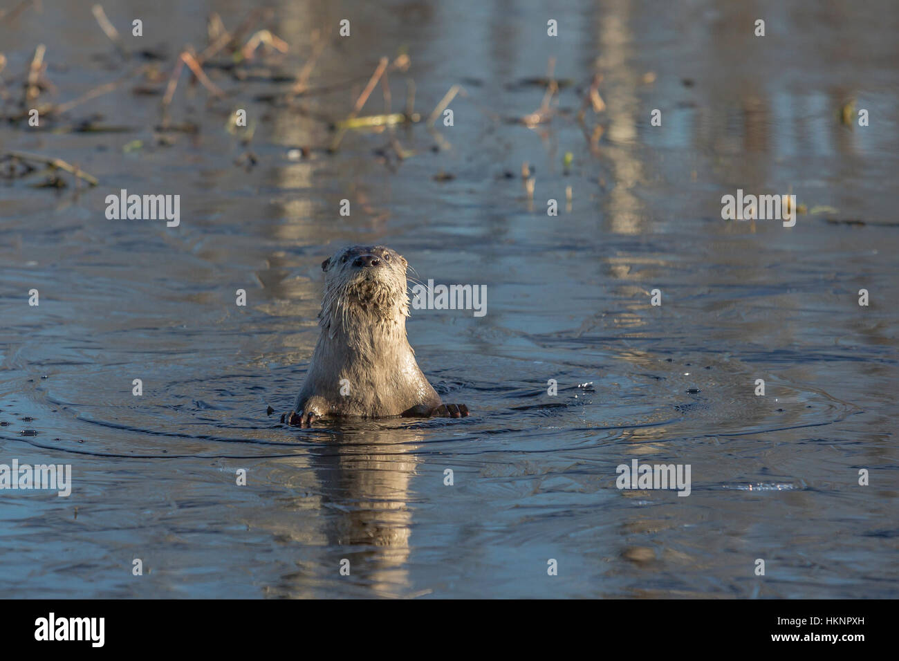 Northern river otter in Wisconsin Stock Photo - Alamy