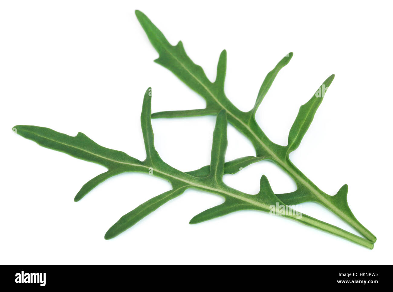 Fresh arugula or rucola leaves over white background Stock Photo - Alamy
