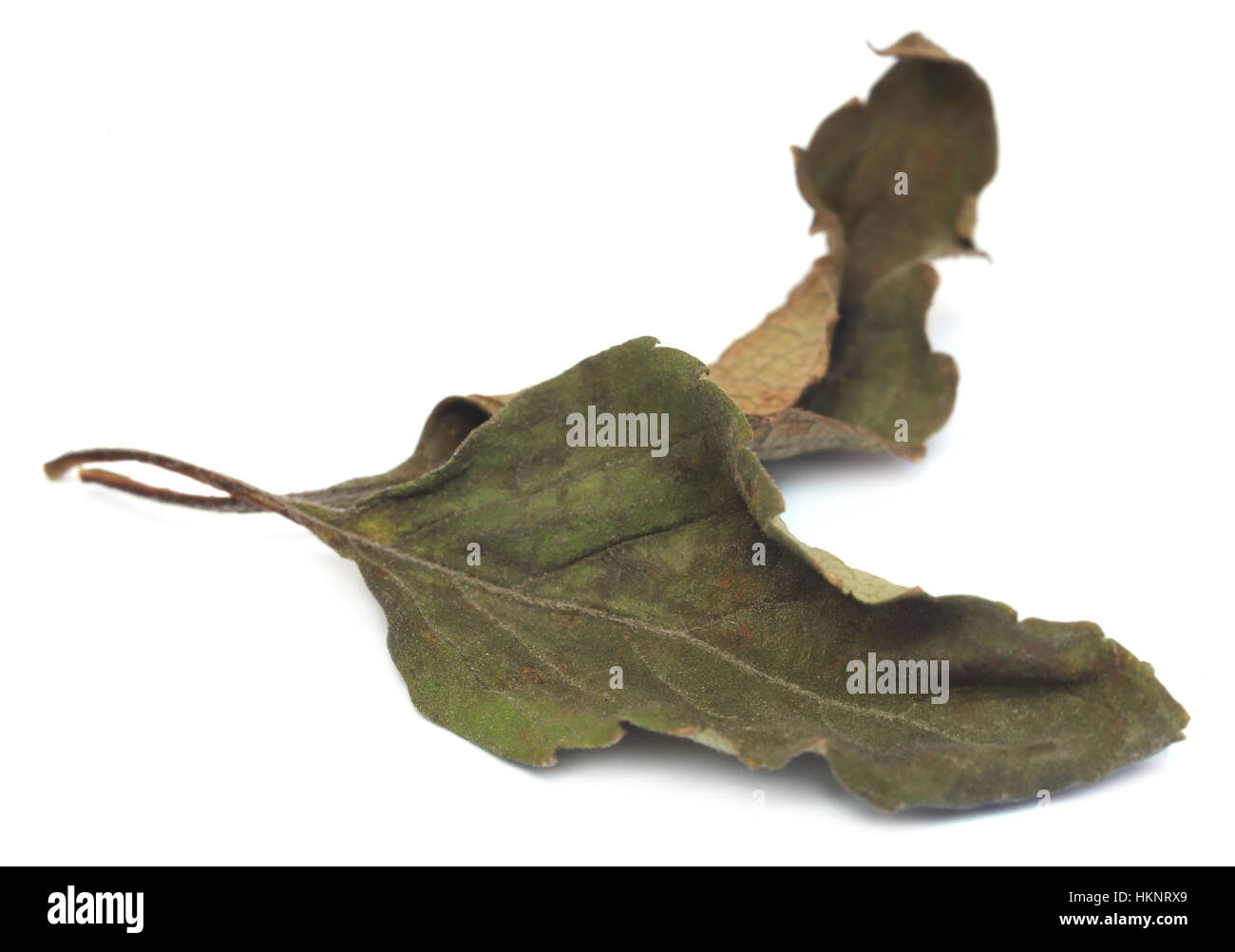 Dry holy basil or tulsi leaves over white background Stock Photo - Alamy