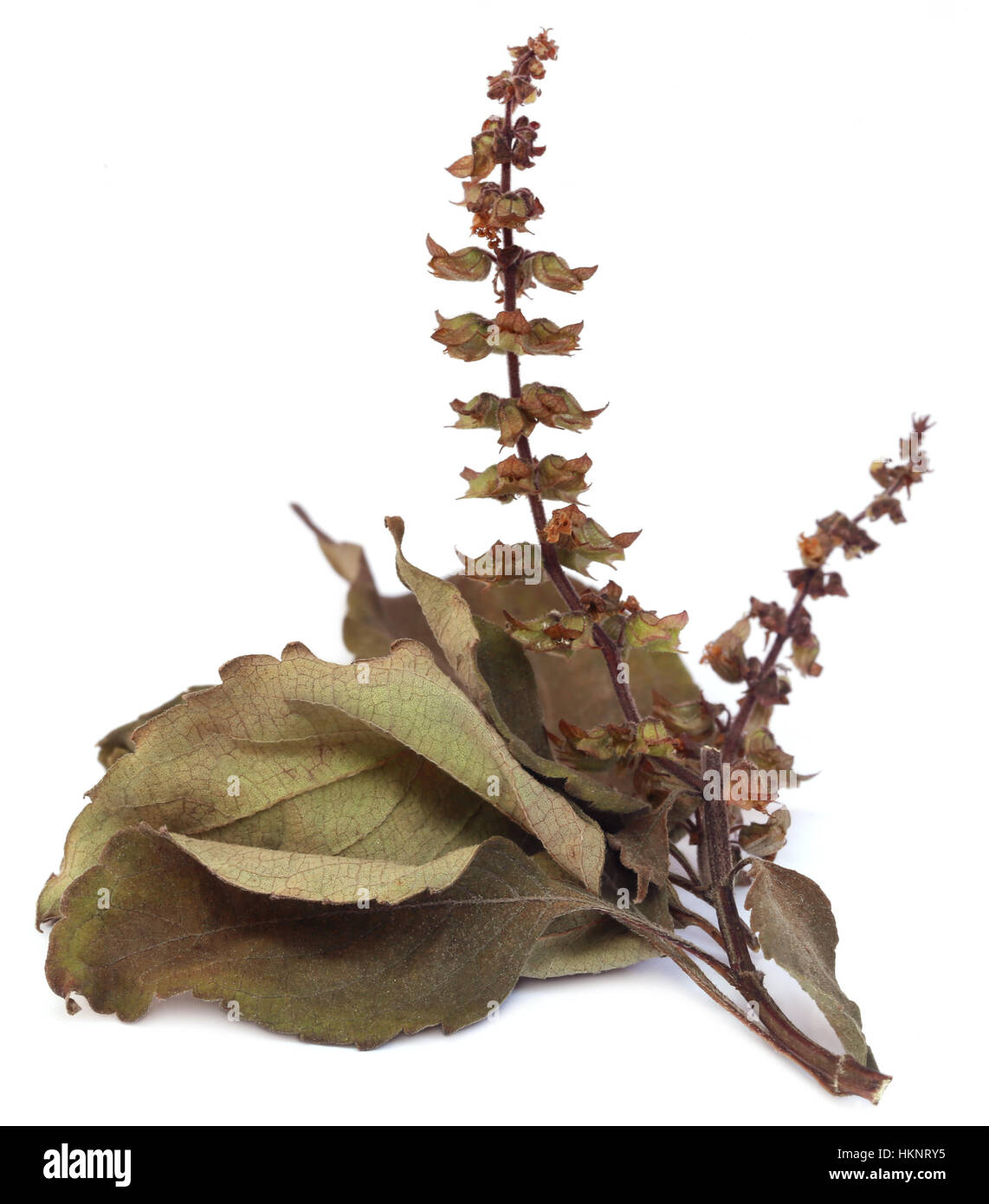 Dry holy basil or tulsi leaves with flower over white background Stock ...
