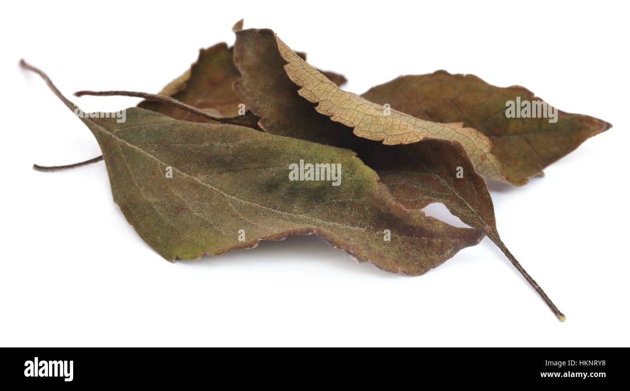 Dry holy basil or tulsi leaves over white background Stock Photo - Alamy