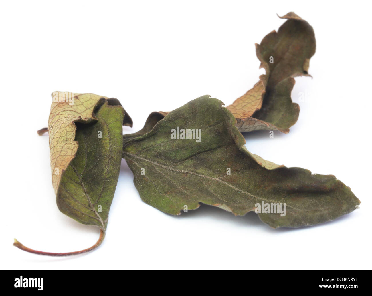Dry holy basil or tulsi leaves over white background Stock Photo - Alamy