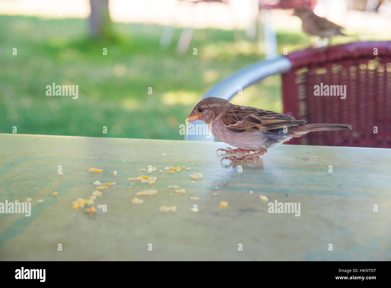 Sparrow eating crumbs on the table of a terrace Stock Photo - Alamy