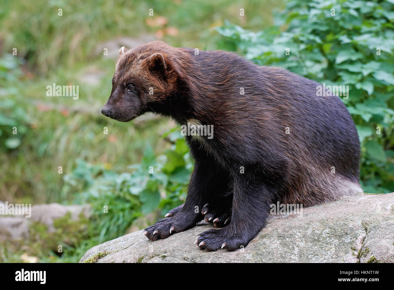 Wolverine animal hi-res stock photography and images - Alamy