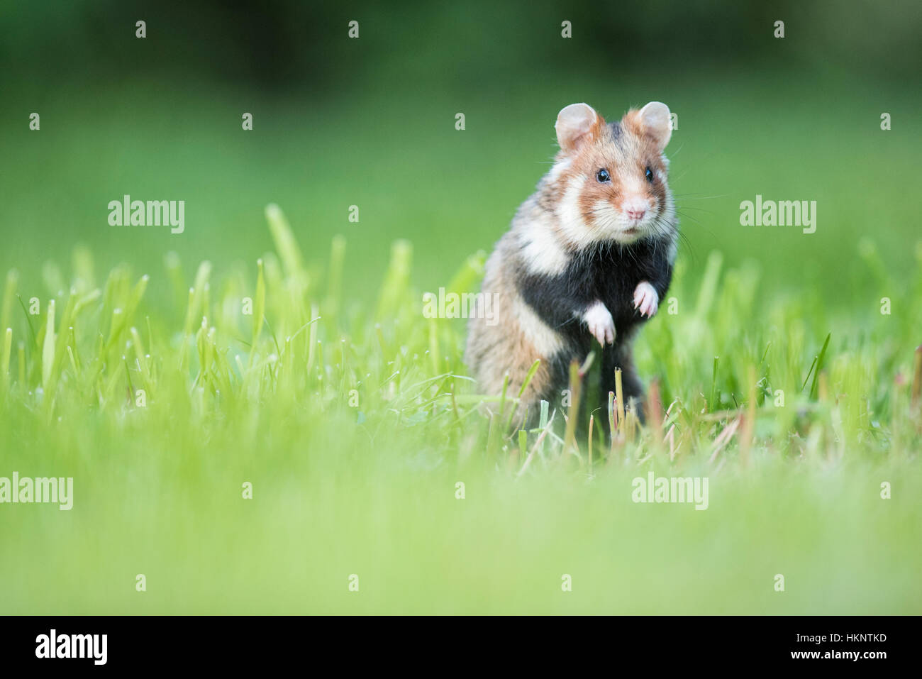 European hamster (Cricetus cricetus) in a meadow, Lower Austria ...
