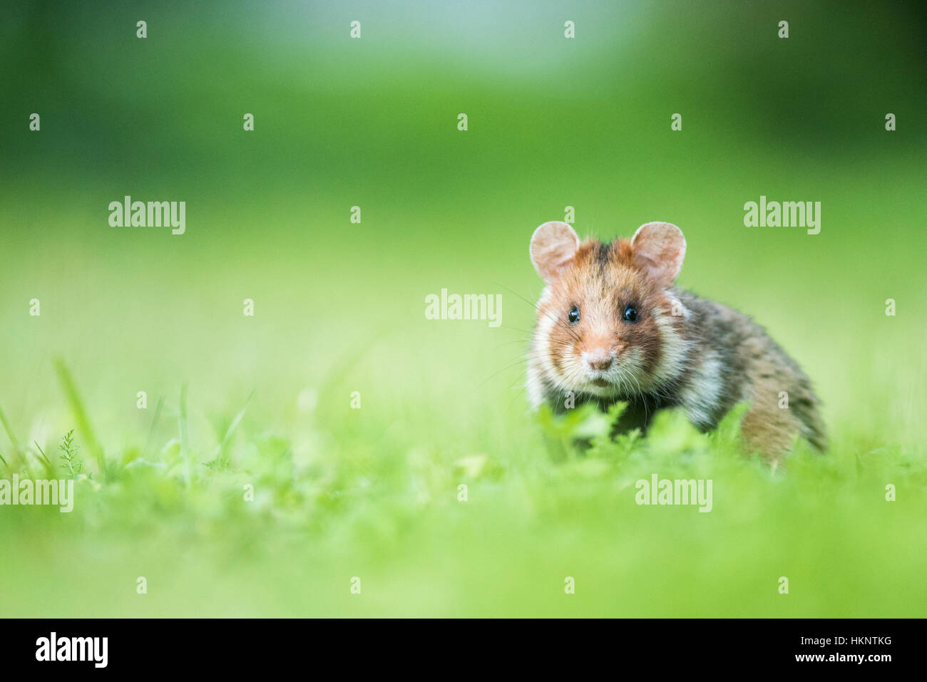 European hamster (Cricetus cricetus) in a meadow, Lower Austria ...