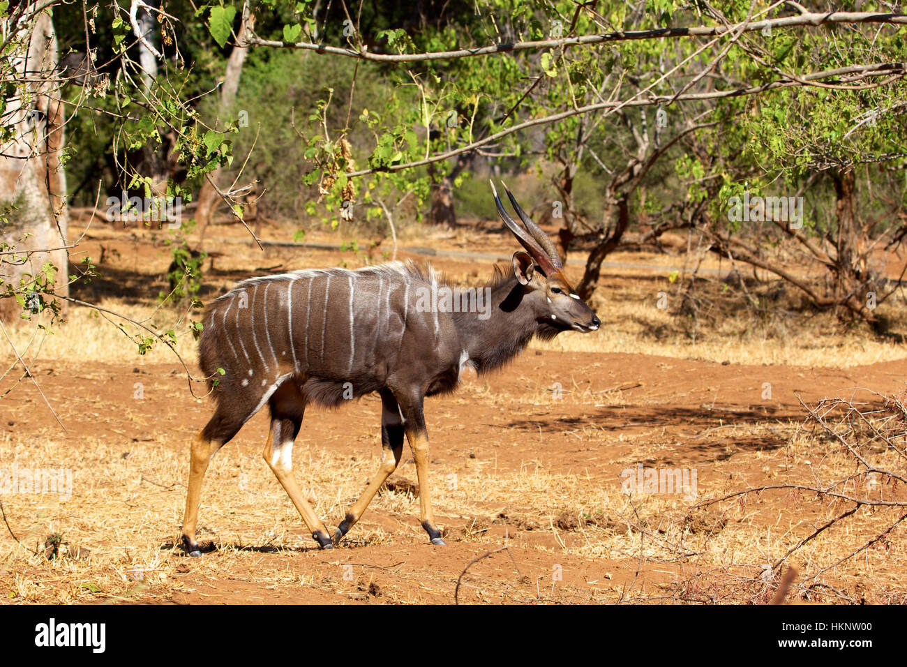 Nyala in african grassland hi-res stock photography and images - Alamy