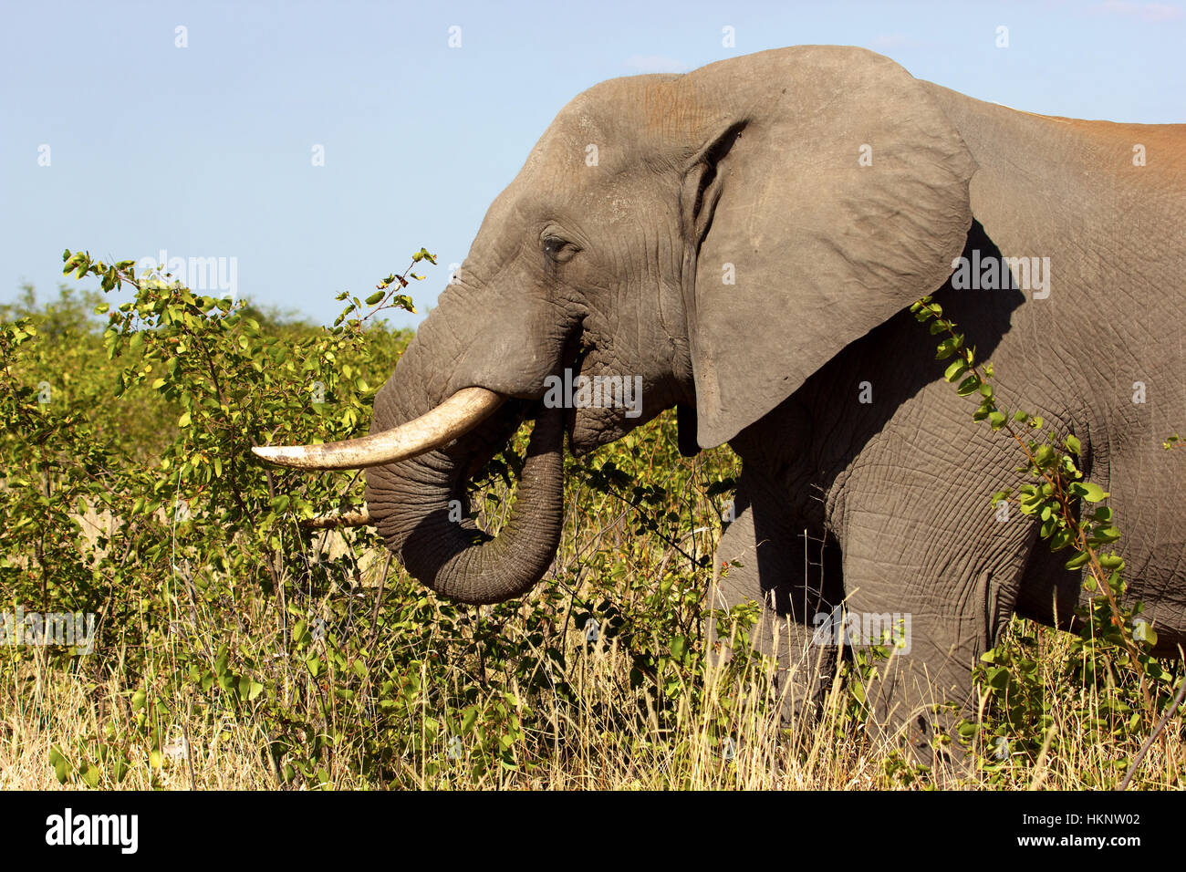 South africa elephant sky hi-res stock photography and images - Alamy