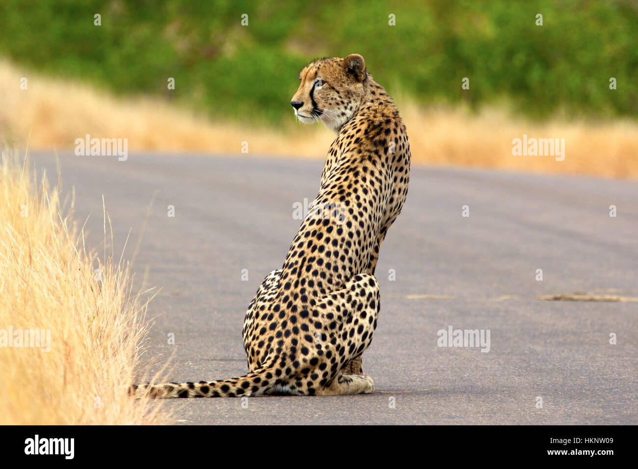 Cheetah on the road Stock Photo - Alamy