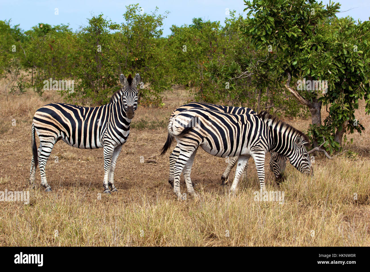 Herd zebras eating grass hi-res stock photography and images - Alamy