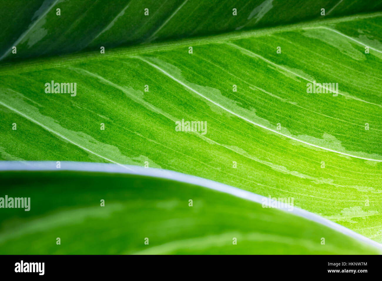 Closeup details of natural green leaf pattern and texture Stock Photo ...