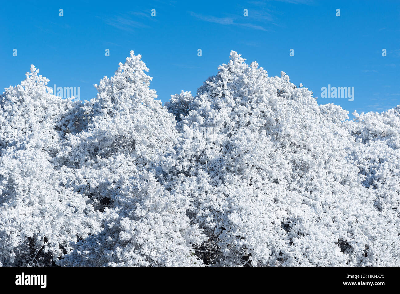 Winter crowns of the trees in Huangshan National park. China Stock ...