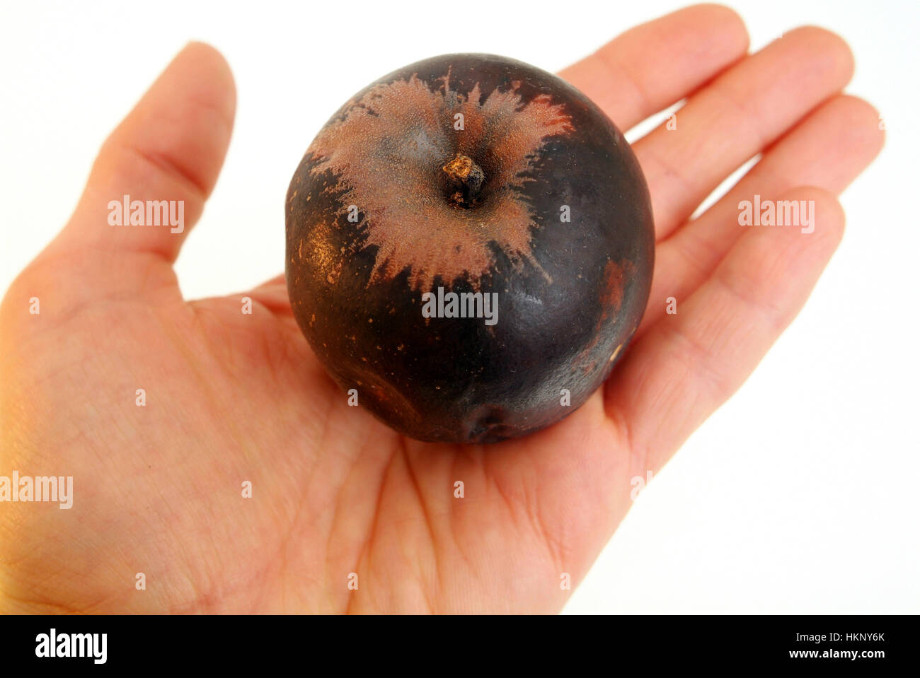 Rotten apple in hand Stock Photo - Alamy